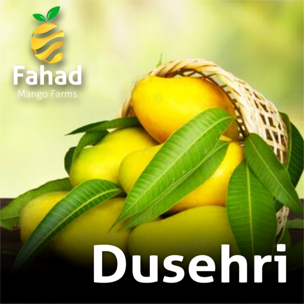 Dussehri Mangoes - fahadmangofarms