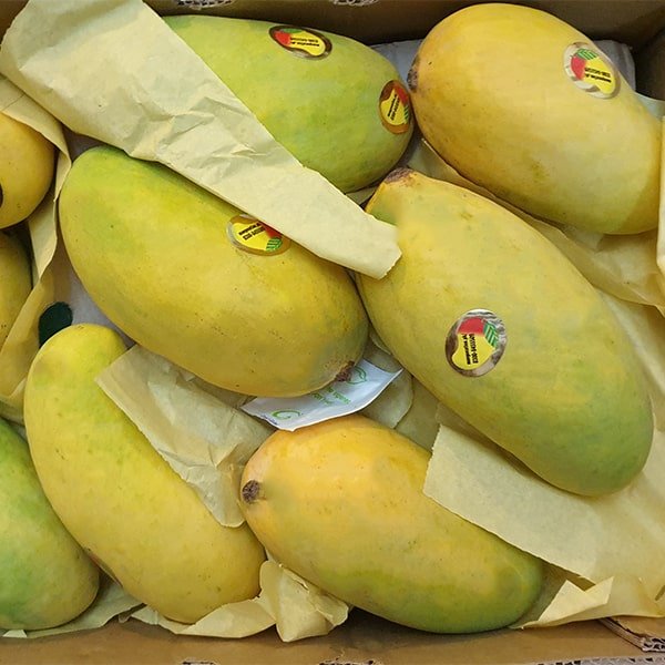 Mango Varieties - fahadmangofarms