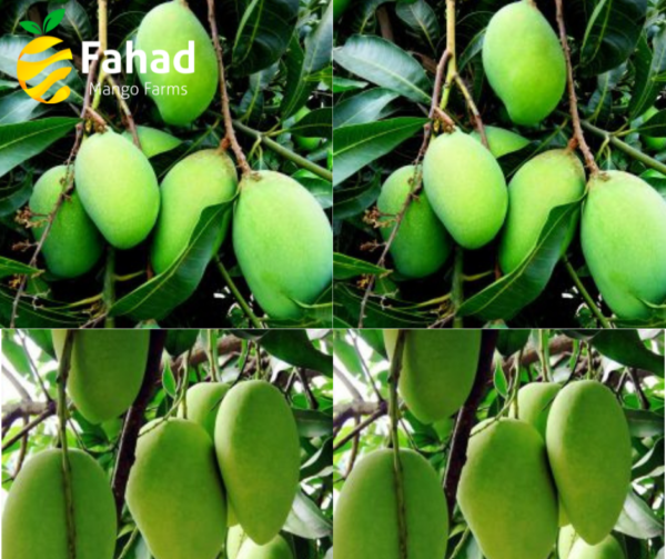 Fahad Mango Farm | Fresh Mangoes Order Onlne